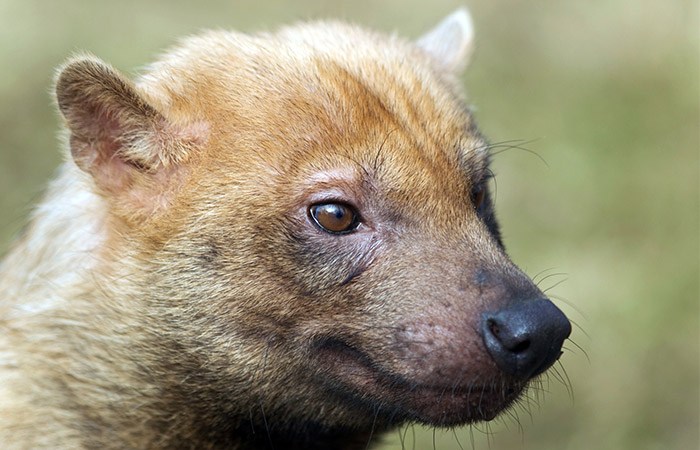 Increíble hallazgo: Fotografiaron por primera vez en Misiones al zorro pitoco - La Voz de Misiones