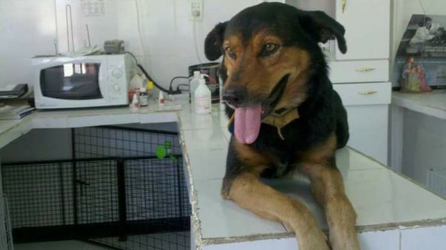 Preparó un asado a su perro para festejarle los 15 años: “Hoy comeré ...