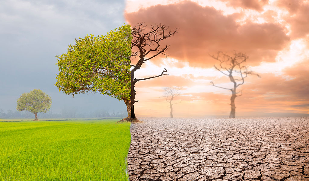 La destrucción ambiental, clave para la expansión del coronavirus ¿Por ...
