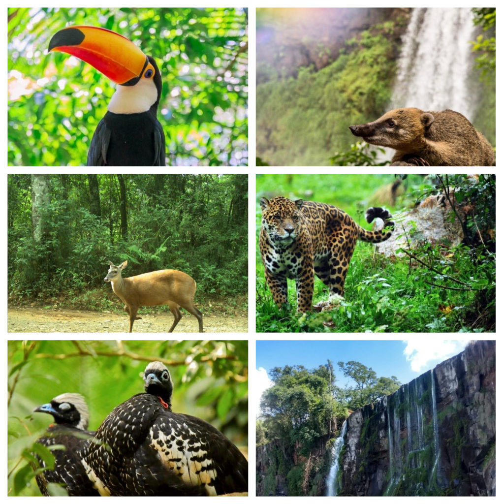 Cataratas: los animales coparon el parque, un espectáculo nunca visto ...