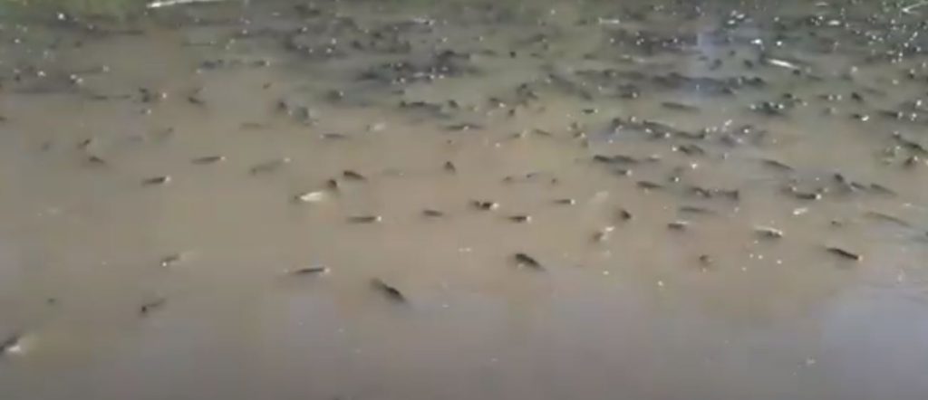 Mortandad de miles de peces en el río Salí por contaminación - La Voz ...