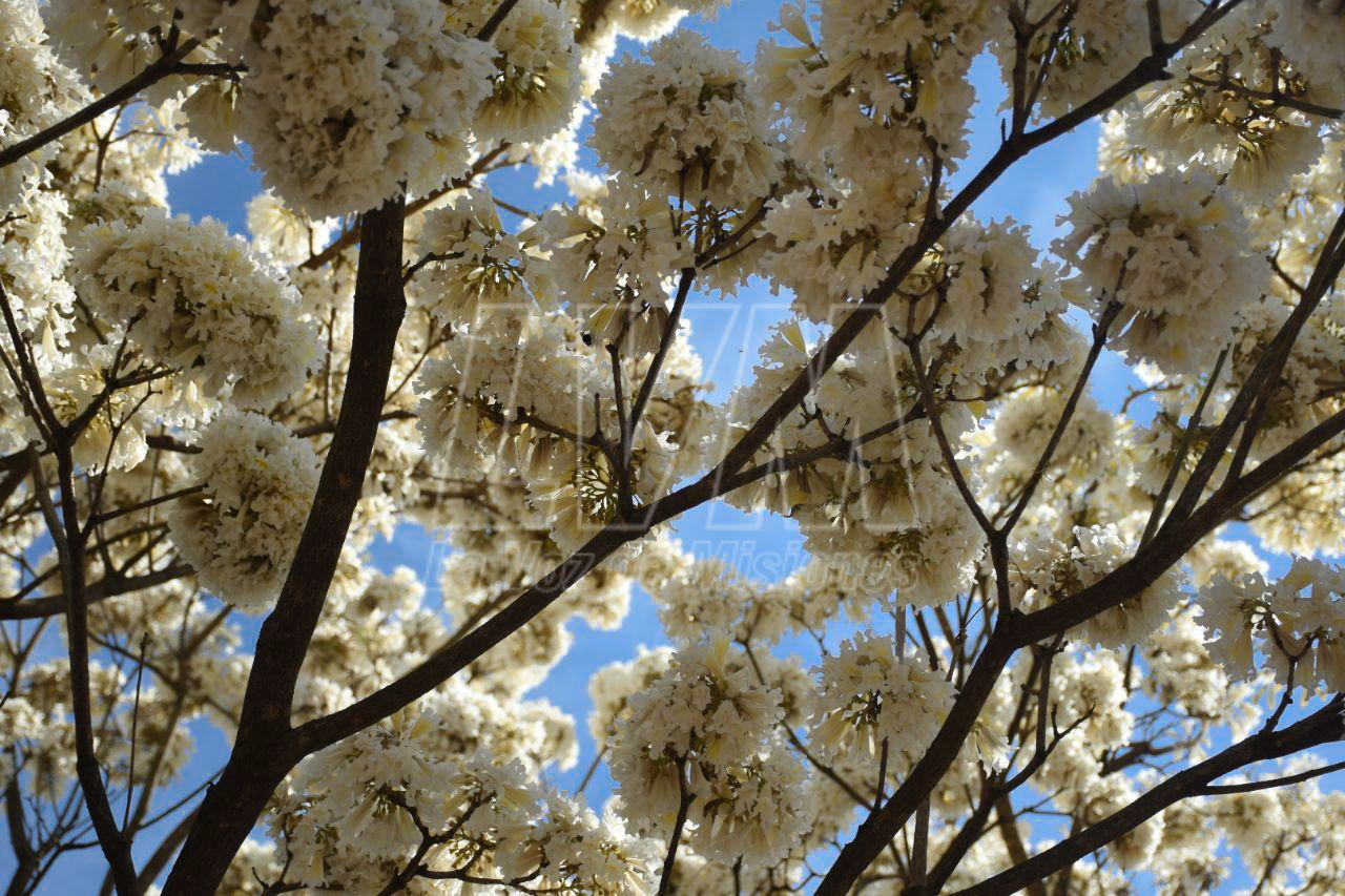 Un lapacho blanco floreció en Posadas: ¿Es el único de la ciudad?