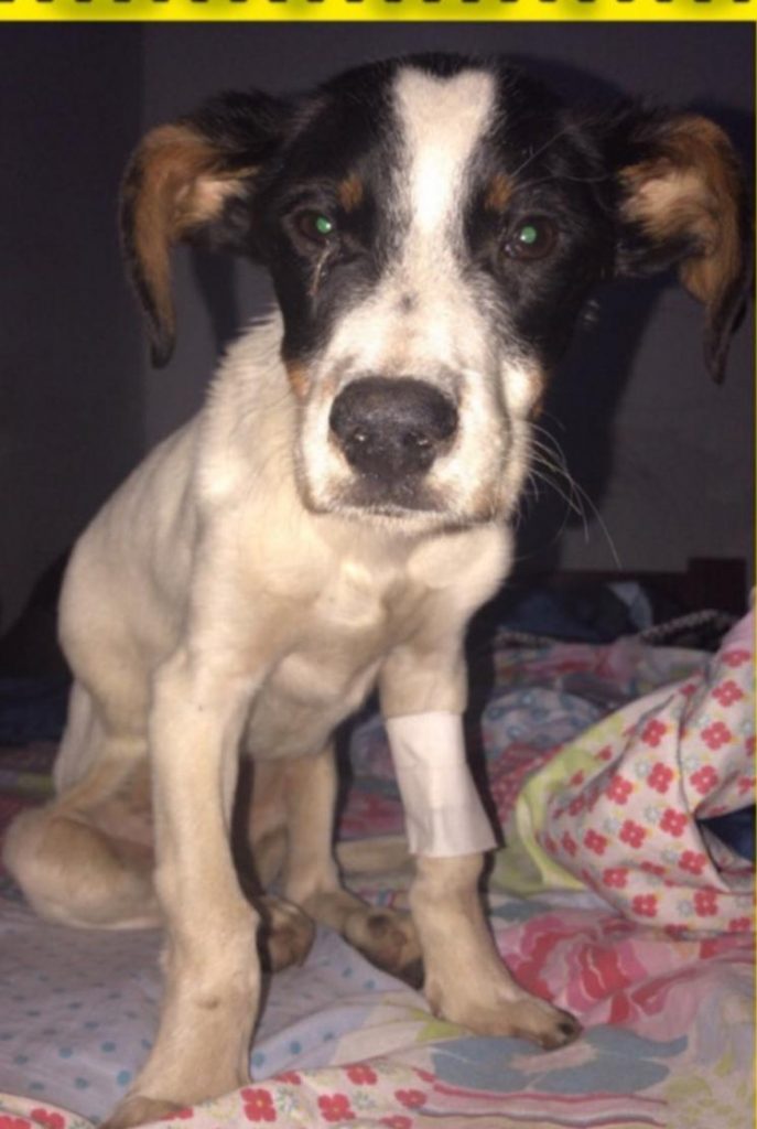 Arrojan agua hirviendo en la cara de Lomito, un perrito rescatado de ...