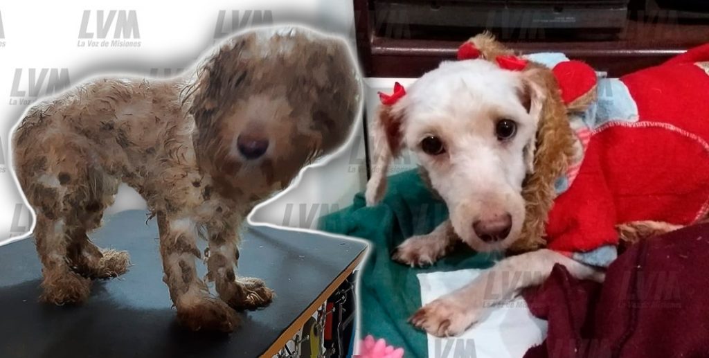Perdió a su caniche hace un año y la recuperó tras rescate de 25 perros ...