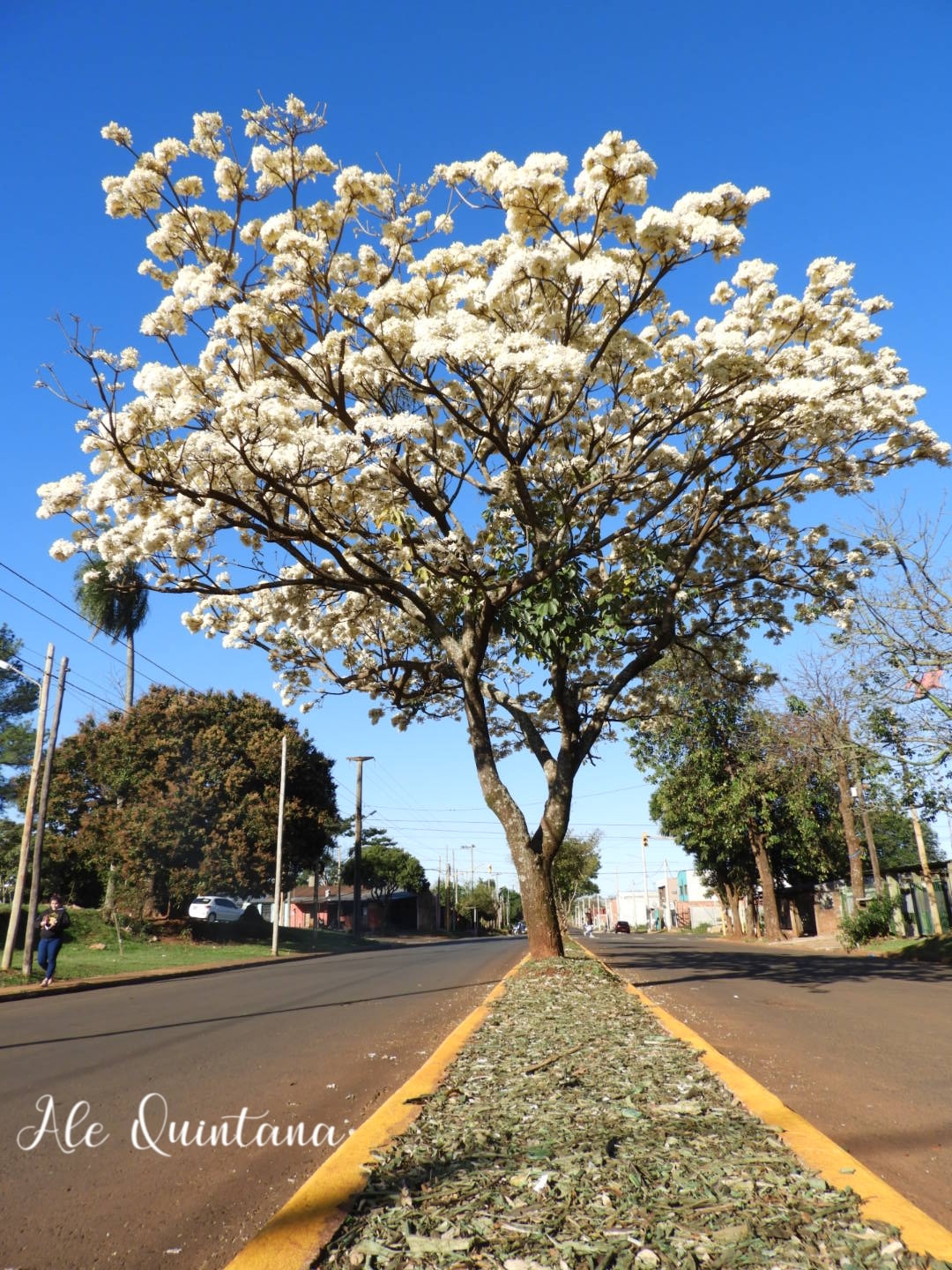 Volvió a florecer el lapacho blanco de avenida Cabred en Posadas