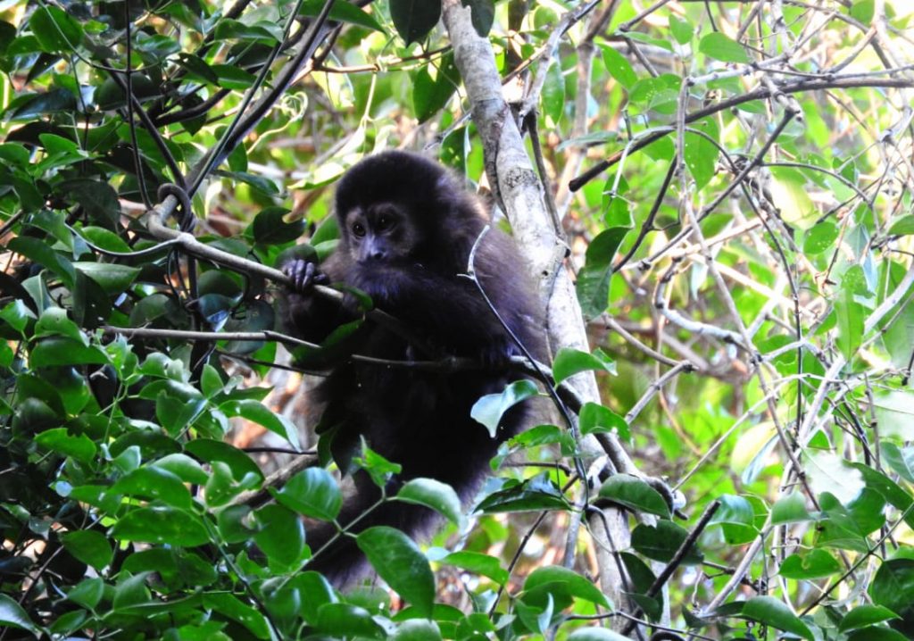 Proponen declarar ‘monumento natural’ al mono caí