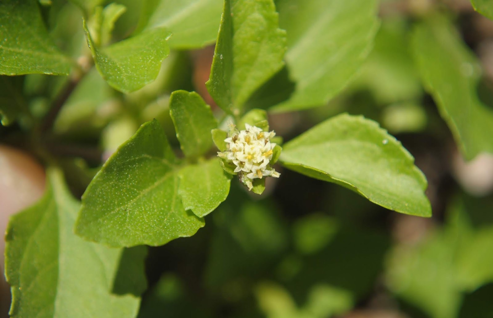 Investigadores de la Unam estudian planta nativa que curaría el cáncer ...