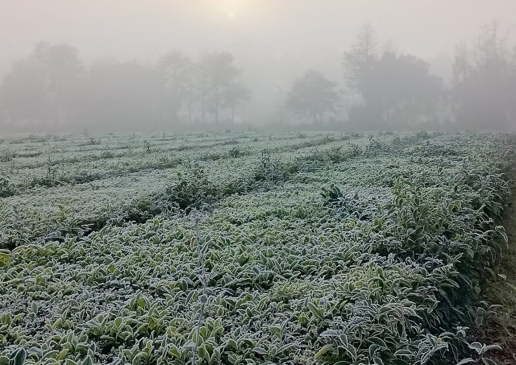 Heladas en Misiones: San Pedro fue la ciudad más fría con mínimas de -2,3°